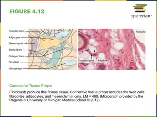 Open stax anatomy& physiology ch04 | PPTX
