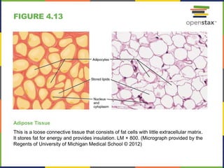 Open stax anatomy& physiology ch04 | PPTX