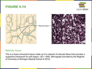 Open stax anatomy& physiology ch04 | PPT