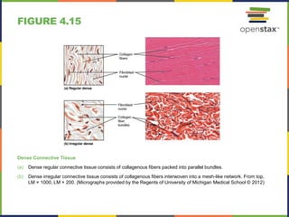 Open stax anatomy& physiology ch04 | PPT