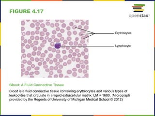 Open stax anatomy& physiology ch04 | PPT