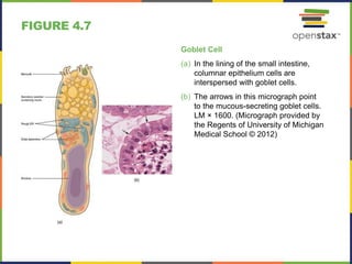 Open stax anatomy& physiology ch04 | PPTX