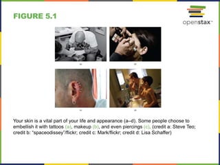 Open stax anatomy& physiology ch05 | PPTX