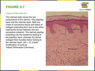 Open stax anatomy& physiology ch05 | PPTX