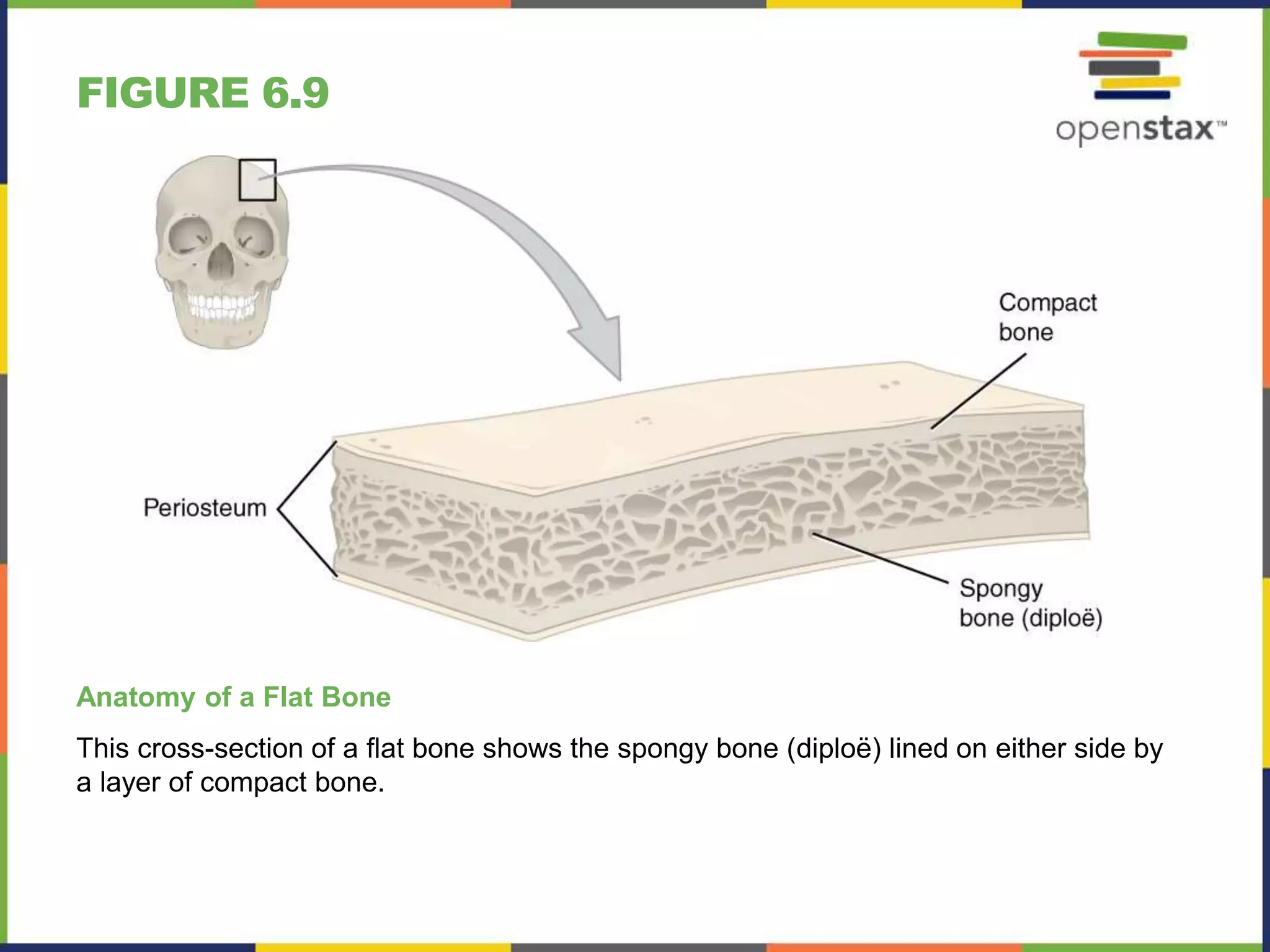 Open stax anatomy& physiology ch06 | PPTX