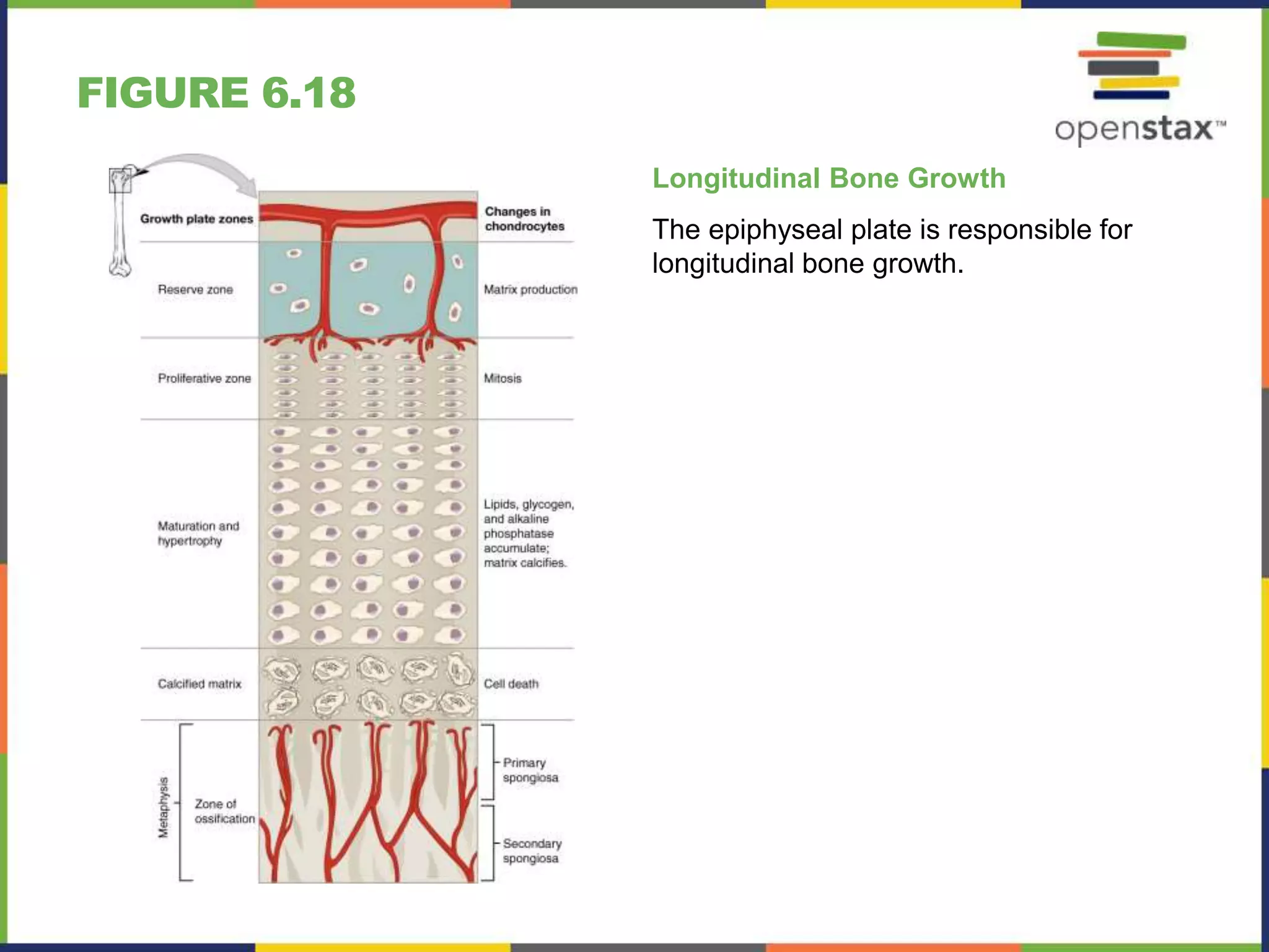 Open stax anatomy& physiology ch06 | PPTX