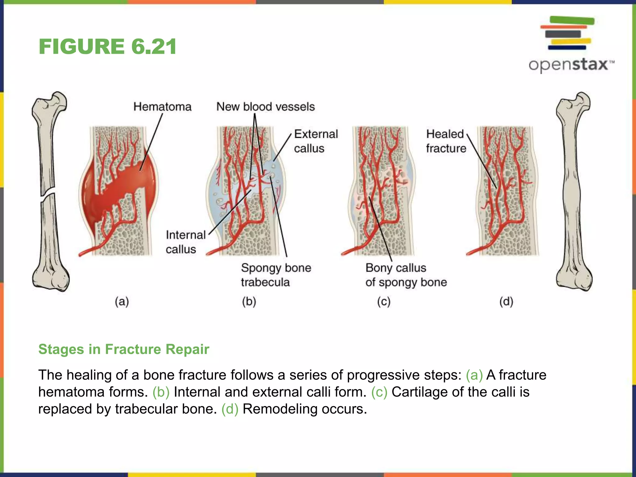 Open stax anatomy& physiology ch06 | PPTX
