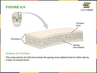 Open stax anatomy& physiology ch06 | PPTX