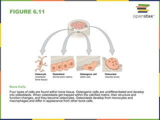 Open stax anatomy& physiology ch06 | PPTX