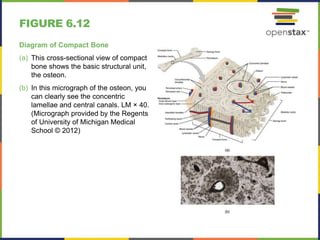 Open stax anatomy& physiology ch06 | PPTX