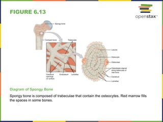Open stax anatomy& physiology ch06 | PPTX