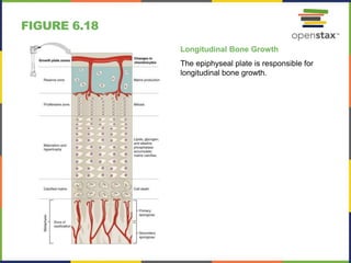 Open stax anatomy& physiology ch06 | PPTX