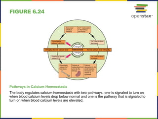 Open stax anatomy& physiology ch06 | PPTX