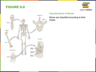 Open stax anatomy& physiology ch06 | PPTX