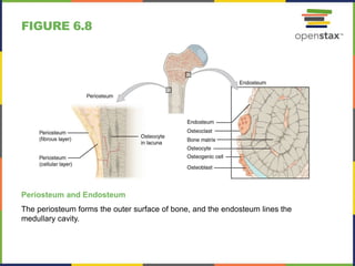 Open stax anatomy& physiology ch06 | PPTX