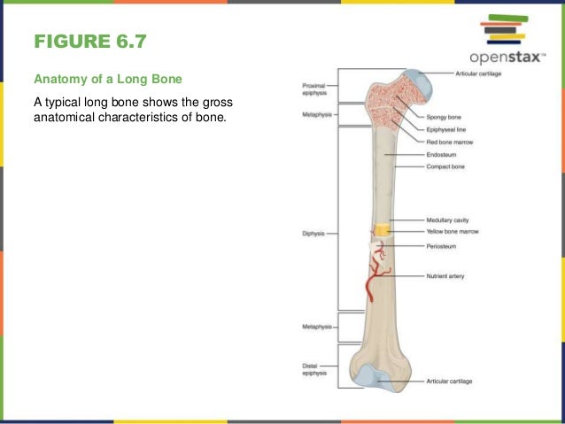Open stax anatomy& physiology ch06
