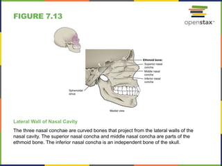 Open stax anatomy& physiology ch07 | PPTX | Death, Injury, or Military ...