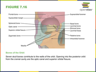 Open stax anatomy& physiology ch07 | PPTX