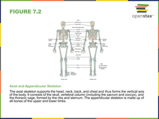 Open stax anatomy& physiology ch07 | PPTX | Death, Injury, or Military Conflict | Sensitive Topics
