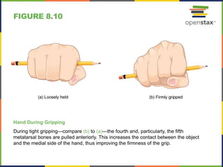 Open stax anatomy&physiology ch08 | PPT