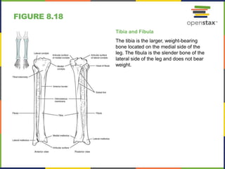 Open stax anatomy&physiology ch08 | PPT