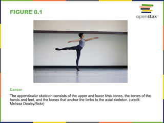 Open stax anatomy&physiology ch08 | PPT