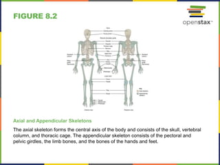 Open stax anatomy&physiology ch08 | PPT