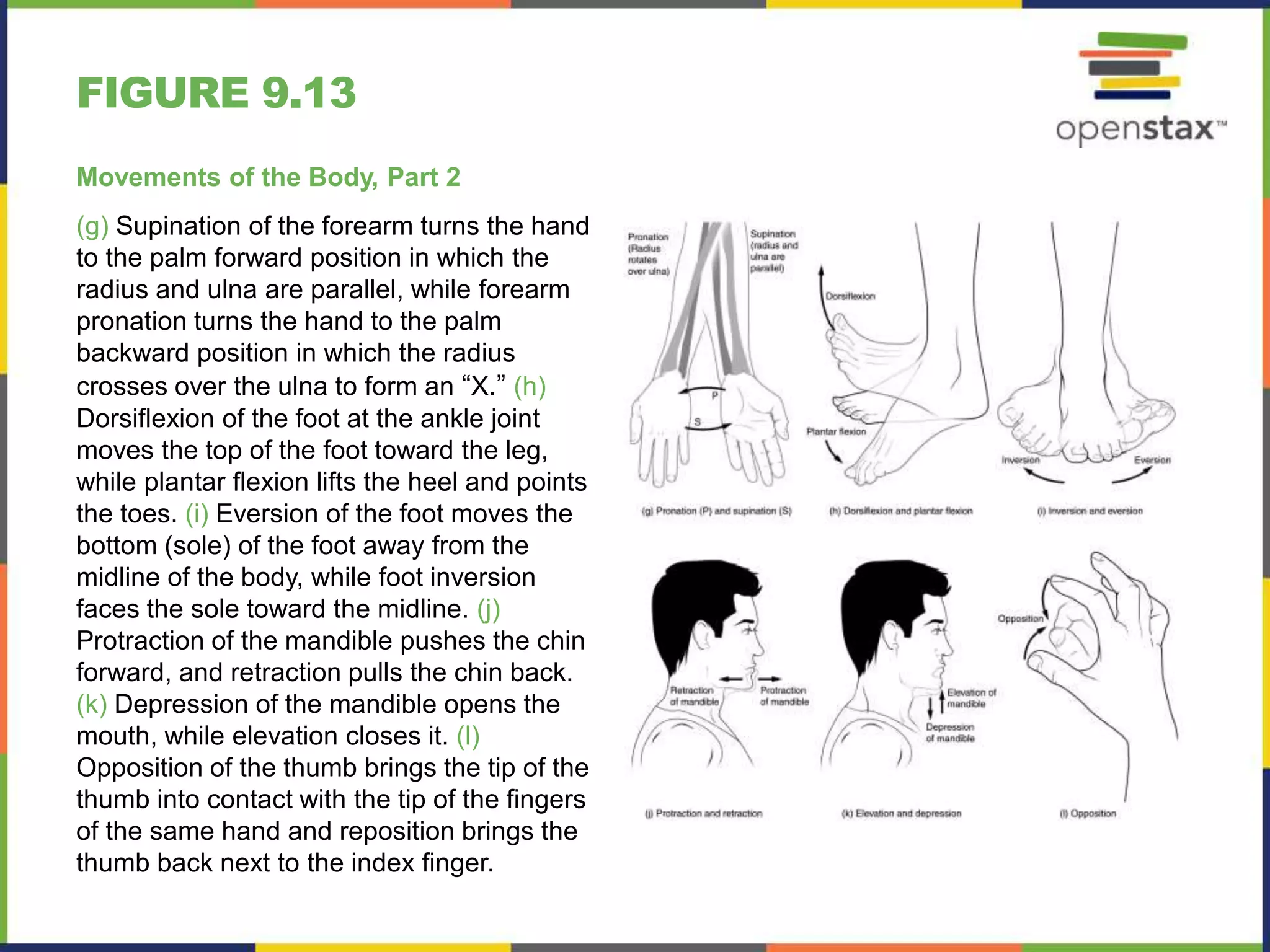 Open stax anatomy&physiology ch09 | PPTX