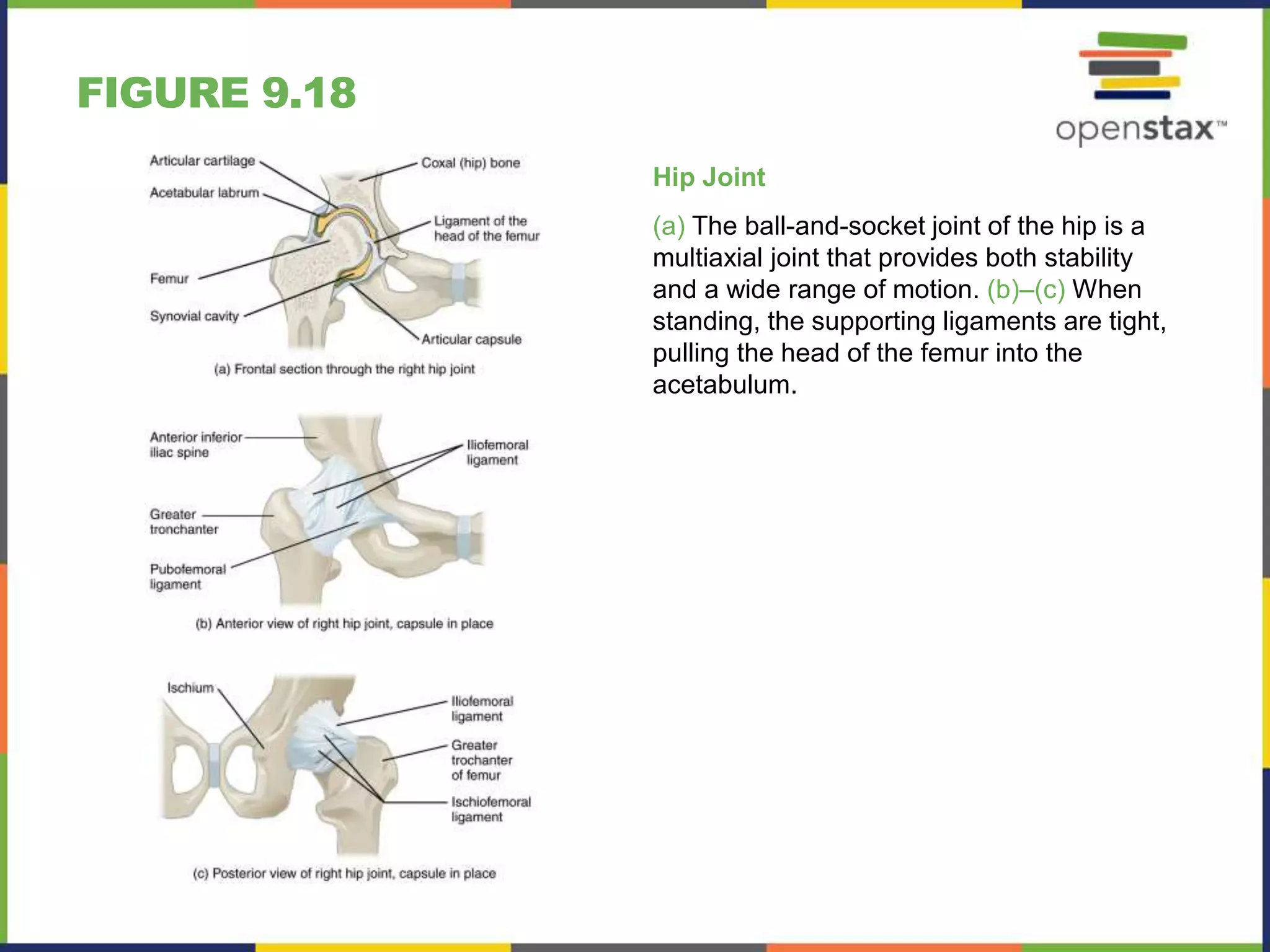 Open stax anatomy&physiology ch09 | PPTX