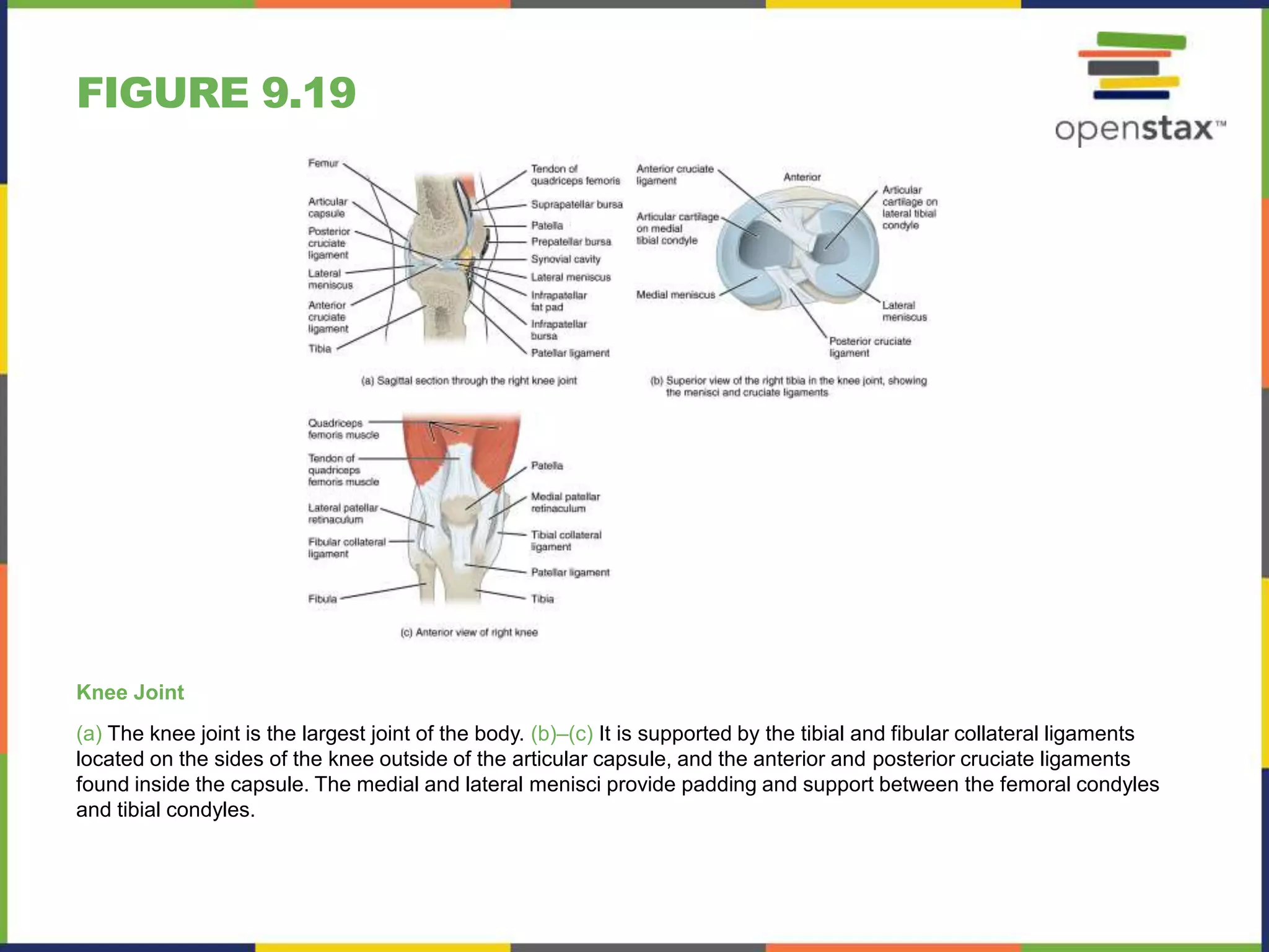 Open stax anatomy&physiology ch09 | PPTX