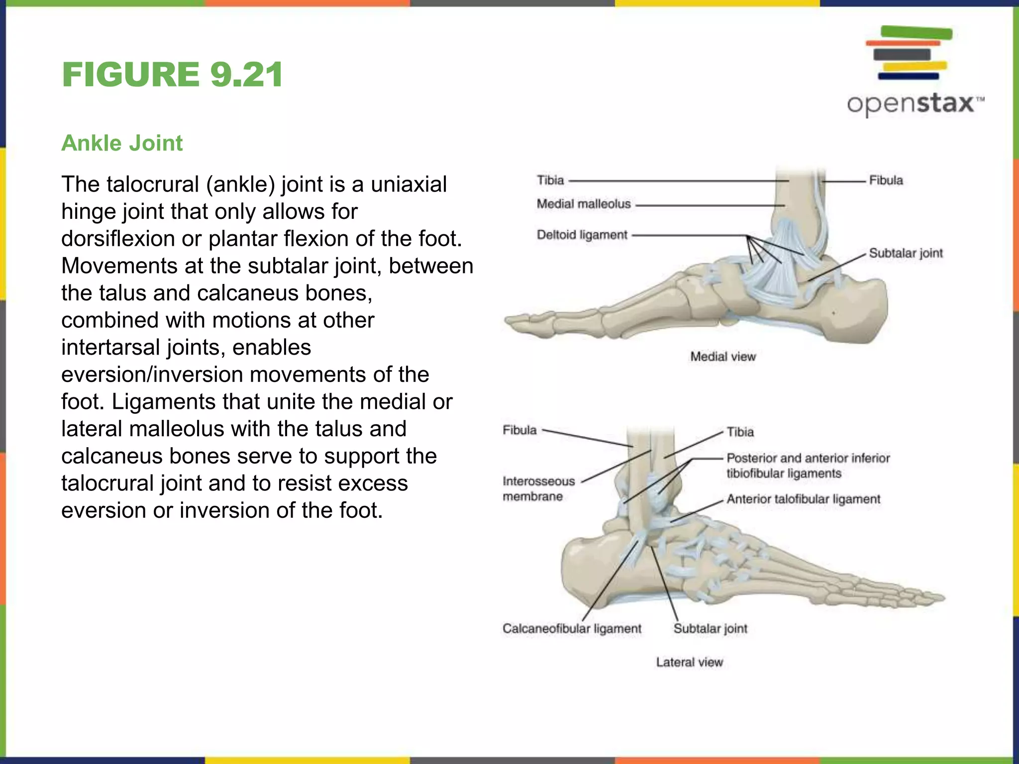 Open stax anatomy&physiology ch09 | PPTX