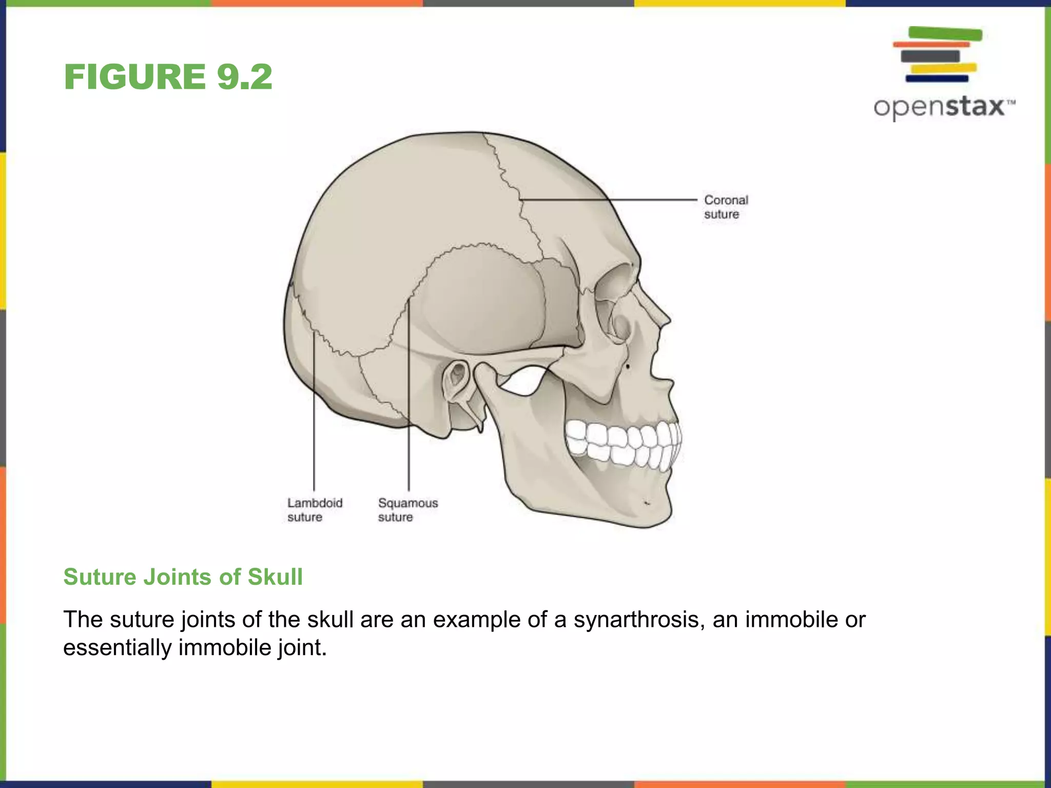 Open stax anatomy&physiology ch09 | PPTX
