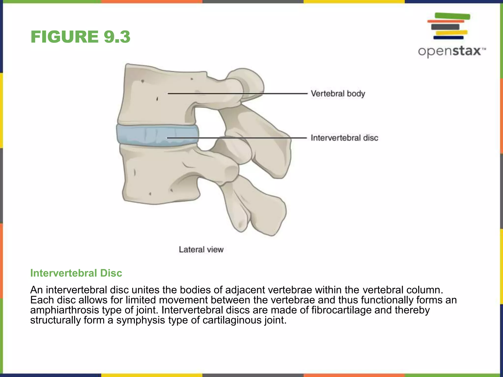 Open stax anatomy&physiology ch09 | PPTX