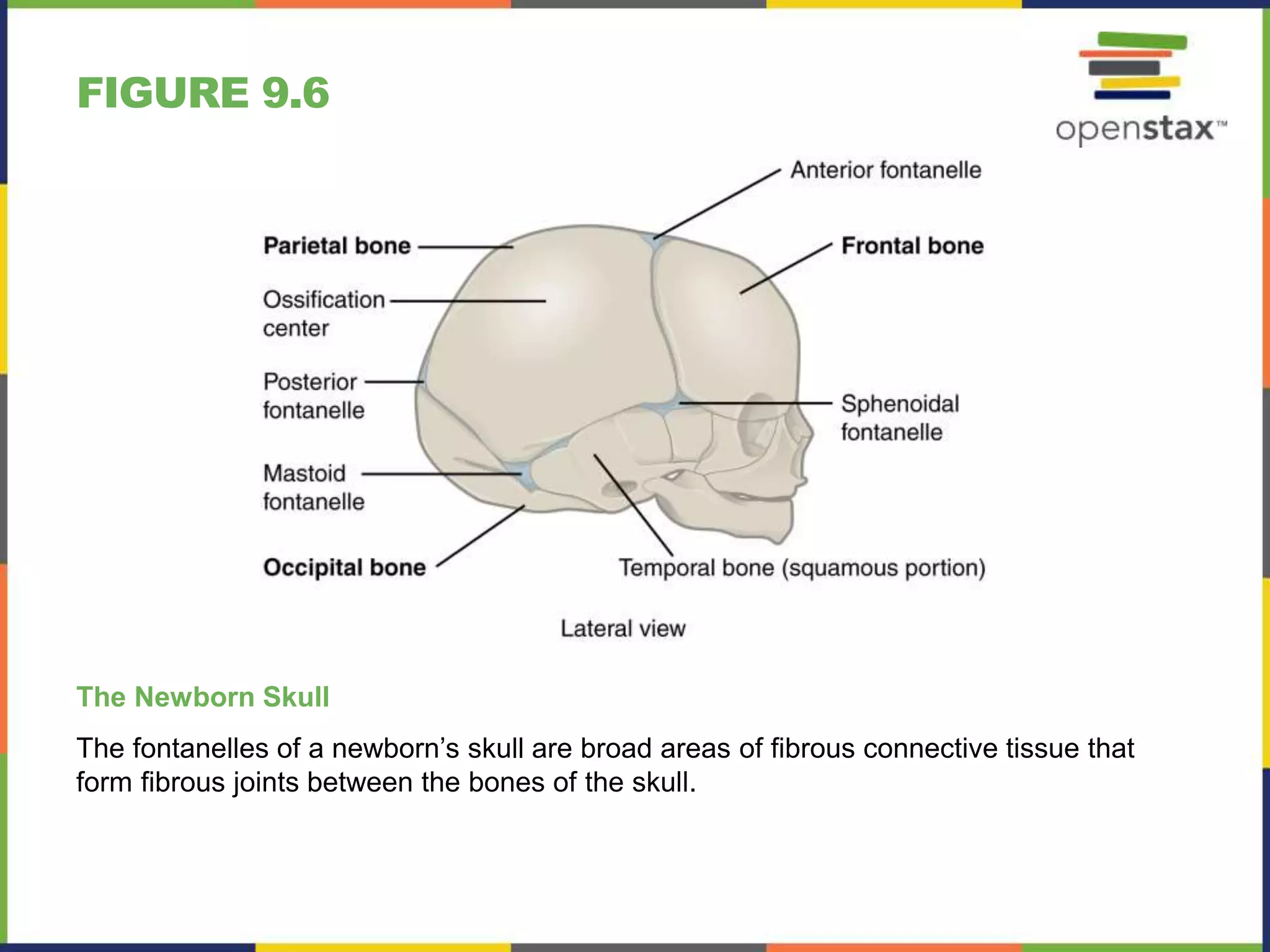 Open stax anatomy&physiology ch09 | PPTX