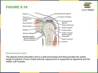 Open stax anatomy&physiology ch09 | PPTX