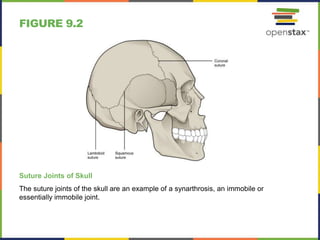 Open stax anatomy&physiology ch09 | PPTX