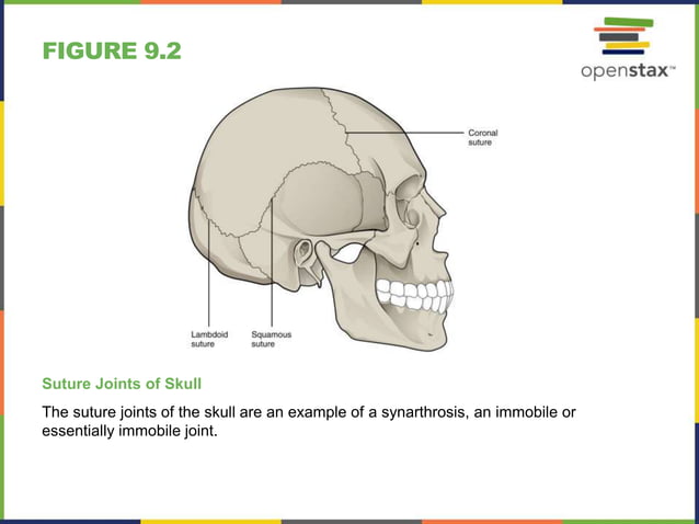 Open stax anatomy&physiology ch09 | PPTX