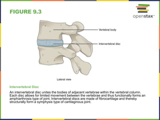 Open stax anatomy&physiology ch09 | PPTX