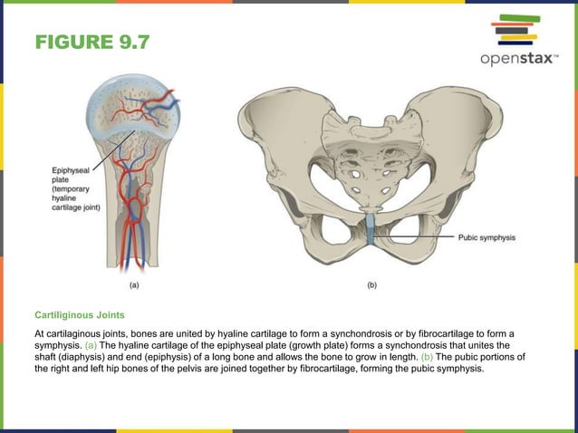 Open stax anatomy&physiology ch09 | PPTX