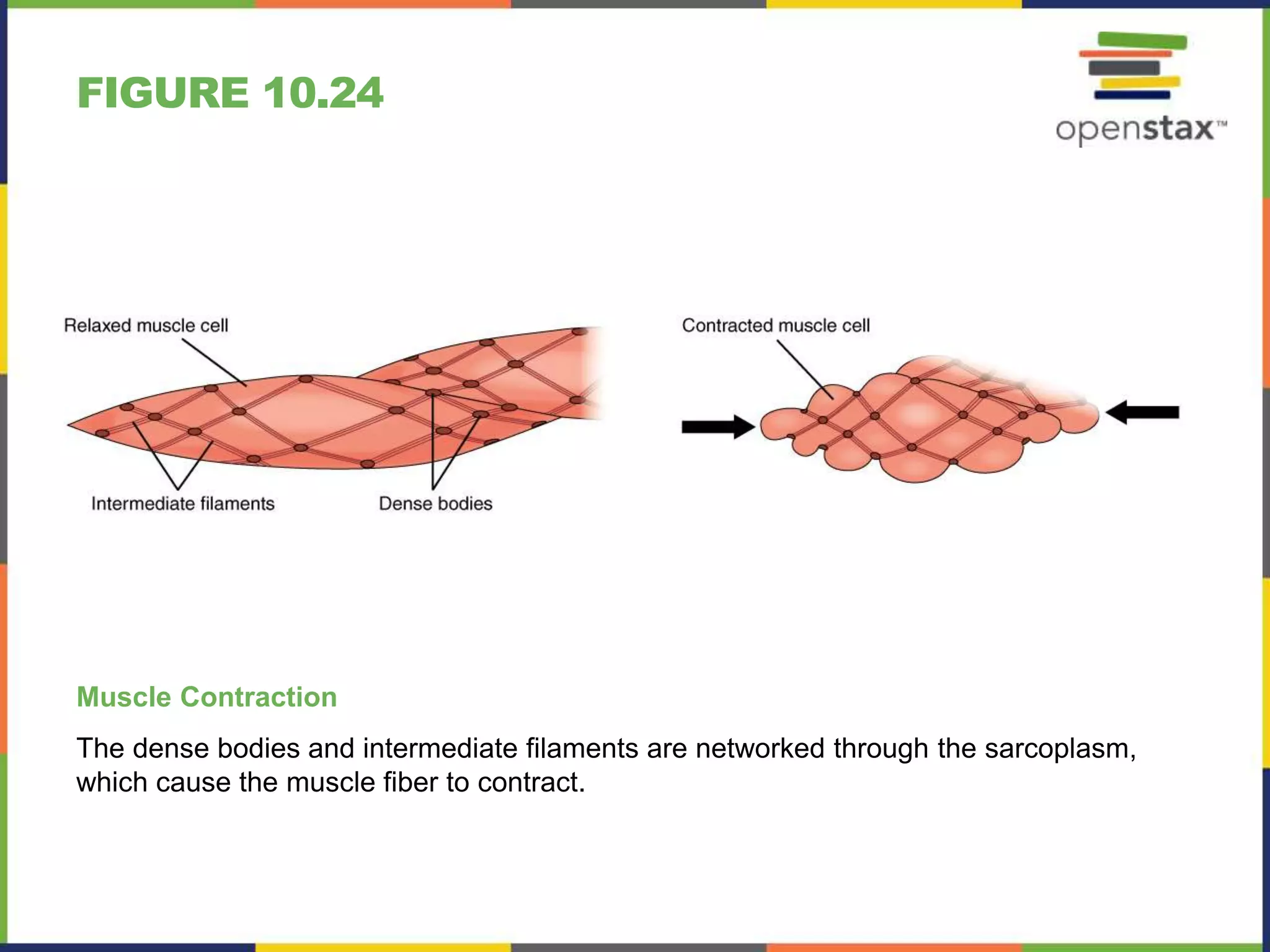Open stax anatomy& physiology ch10 | PPT