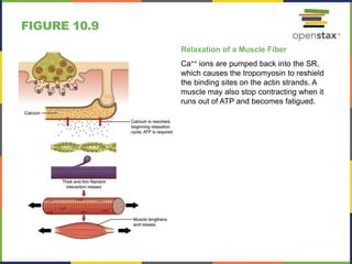 Open stax anatomy& physiology ch10 | PPT