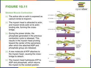 Open stax anatomy& physiology ch10 | PPTX