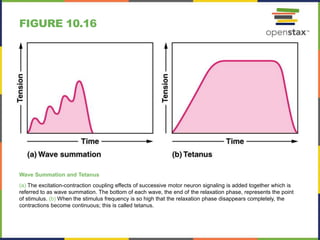 Open stax anatomy& physiology ch10 | PPT