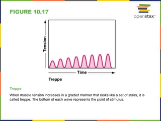 Open stax anatomy& physiology ch10 | PPT