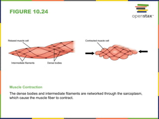 Open stax anatomy& physiology ch10 | PPT