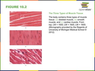 Open stax anatomy& physiology ch10 | PPT