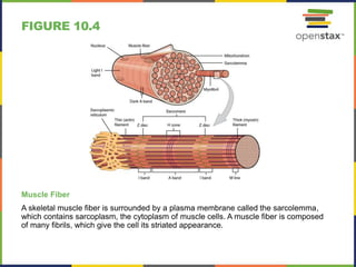 Open stax anatomy& physiology ch10 | PPTX