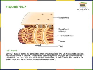 Open stax anatomy& physiology ch10 | PPT