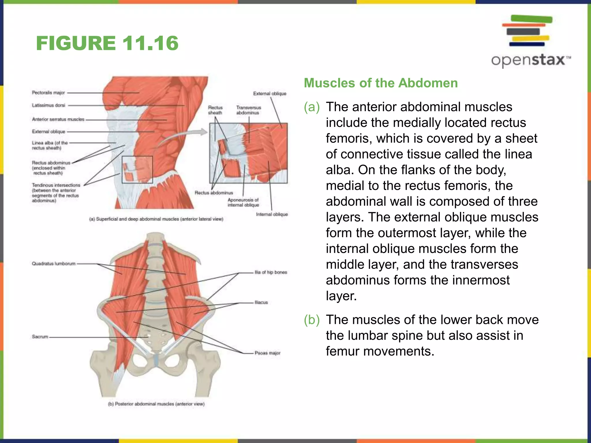 Open stax anatomy& physiology ch11 | PPTX