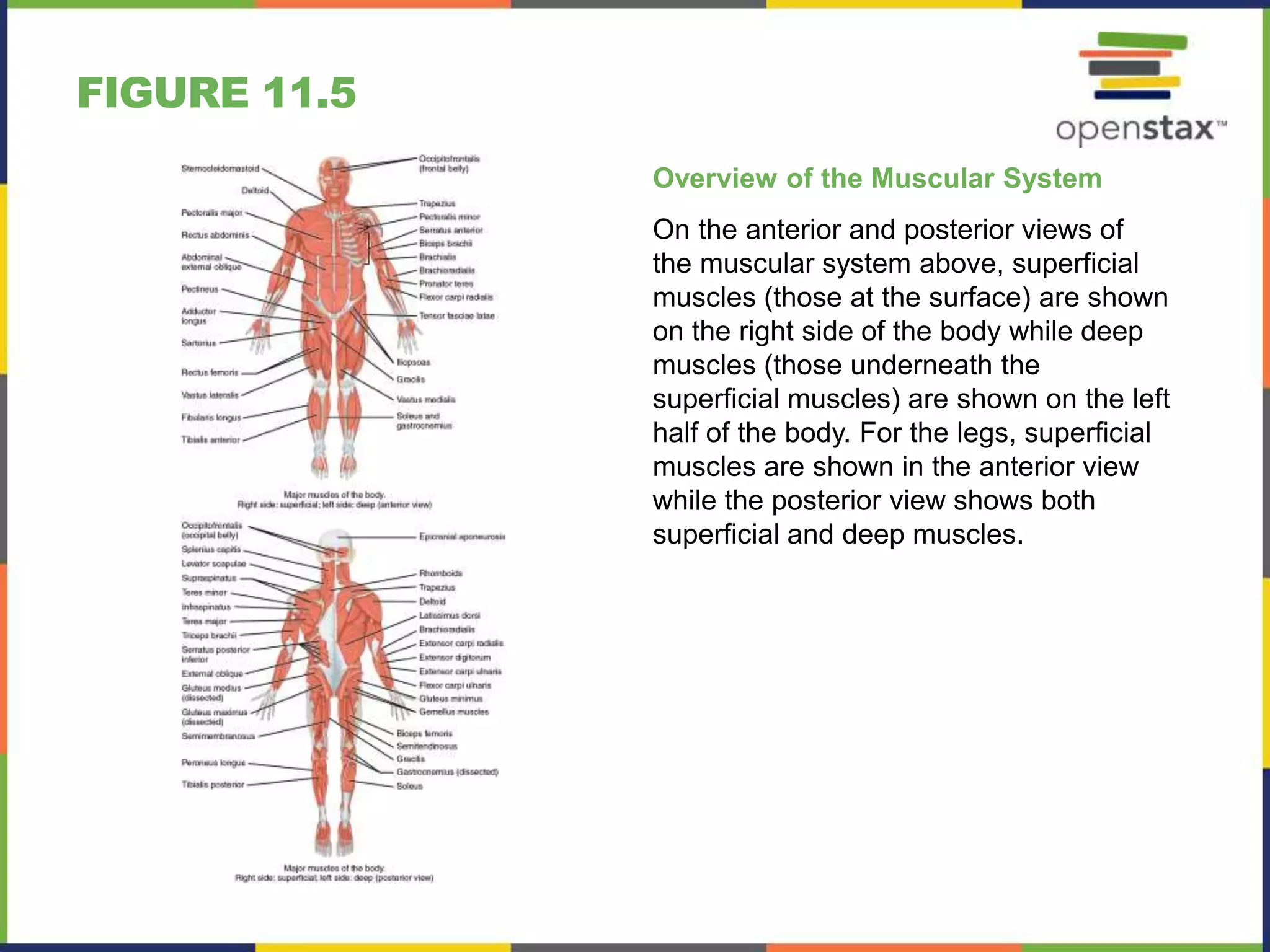 Open stax anatomy& physiology ch11 | PPTX